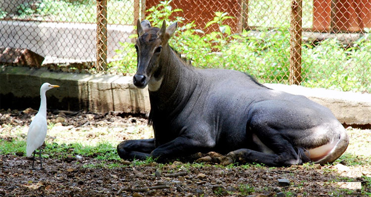 Mumbai Zoo / Veer Mata Jijabai Bhonsale Park / Byculla Mumbai (History ...
